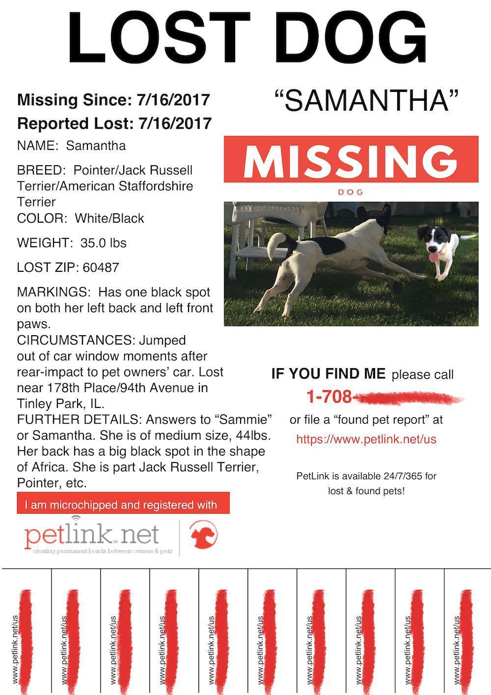 What I Did When I Lost My Pet - How To Find A Lost Pet